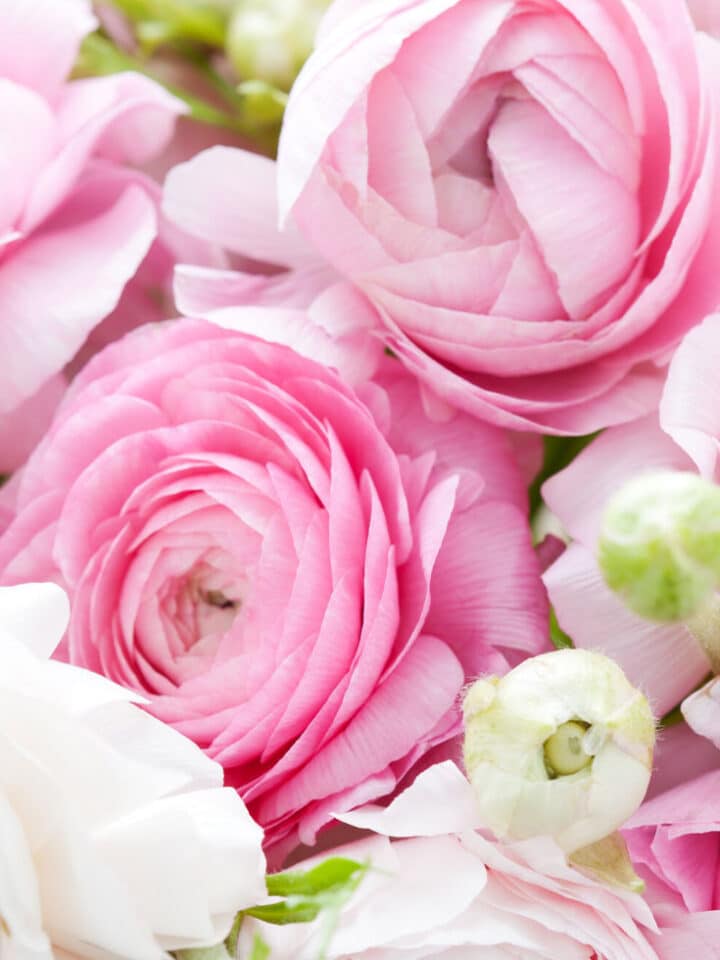 Gardening Tutorials & Inspiration - Page 3 of 4 - House of Hawthornes