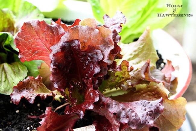 Guide To Growing Lettuce In Containers - House of Hawthornes