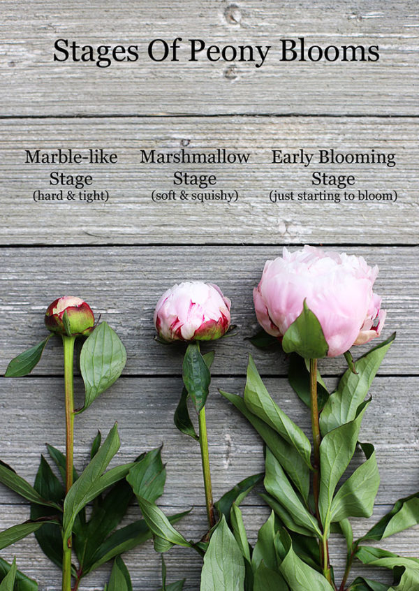 How To Grow Peonies - Your Complete Guide - House of Hawthornes