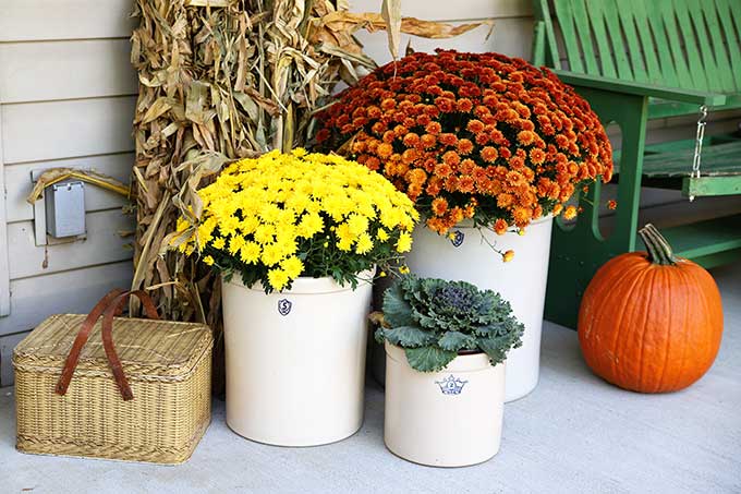 Fall Mum Care Made Easy: Buying, Growing & Care Guide