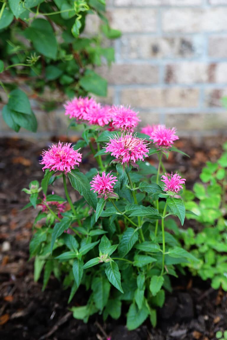 How To Grow Bee Balm - House of Hawthornes