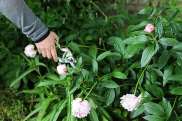 Storing Peonies To Bloom Later - House of Hawthornes