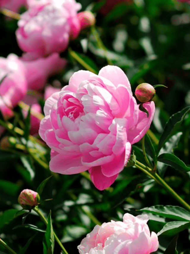 HOW TO GROW PEONIES - A COMPLETE GUIDE Story