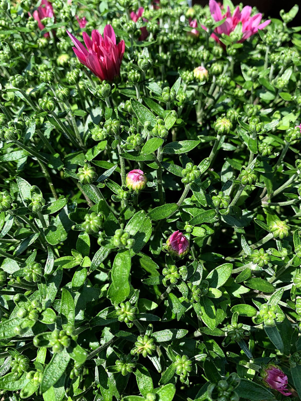 Fall Mum Care Made Easy: Buying, Growing & Care Guide