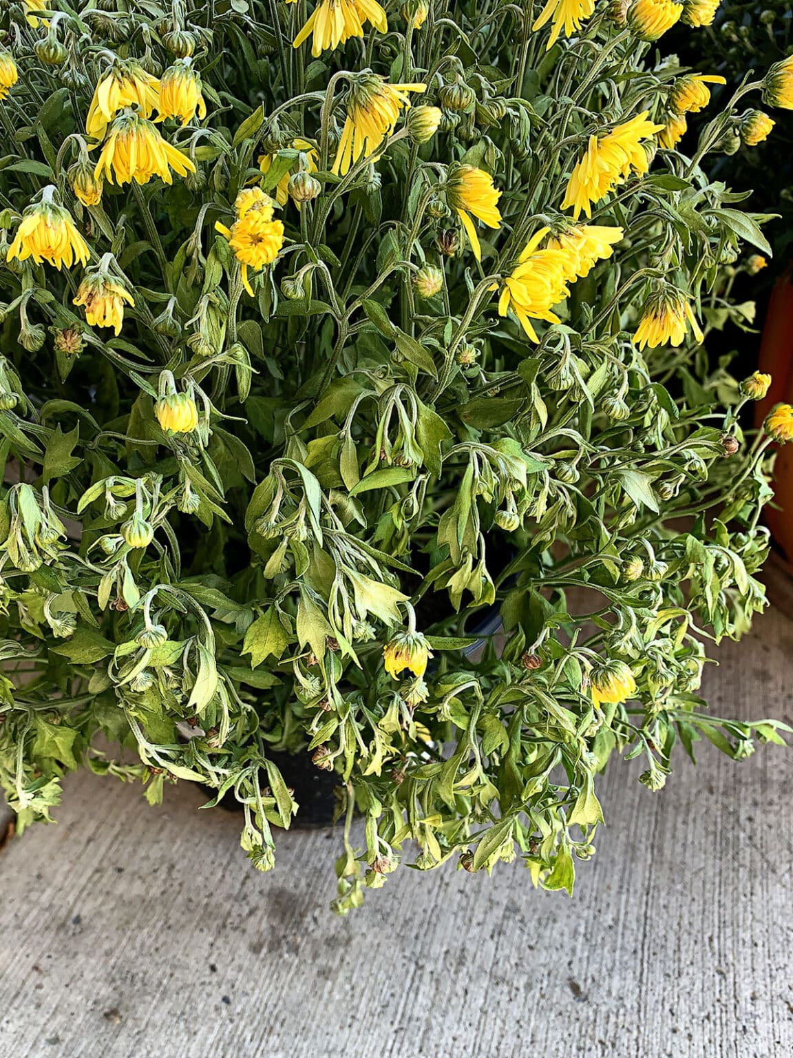 Fall Mum Care Made Easy: Buying, Growing & Care Guide