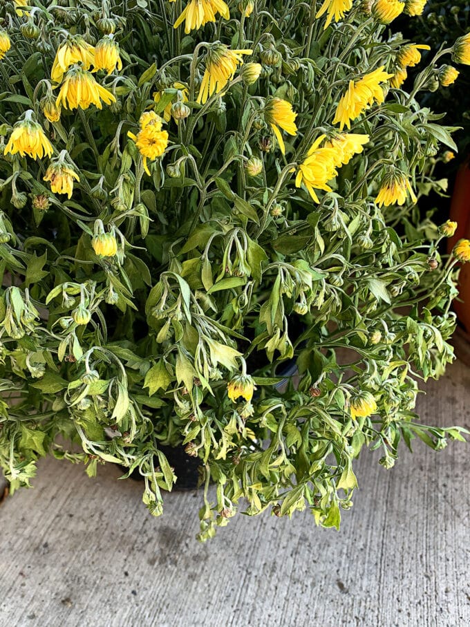 Fall Mum Care Made Easy: Buying, Growing & Care Guide