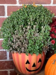 Fall Mum Care Made Easy: Buying, Growing & Care Guide