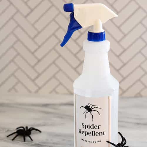 Best Homemade Natural Spider Repellent 🕷️