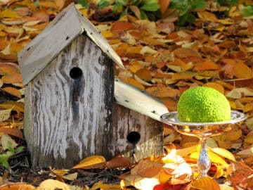 Best Homemade Natural Spider Repellent 🕷️