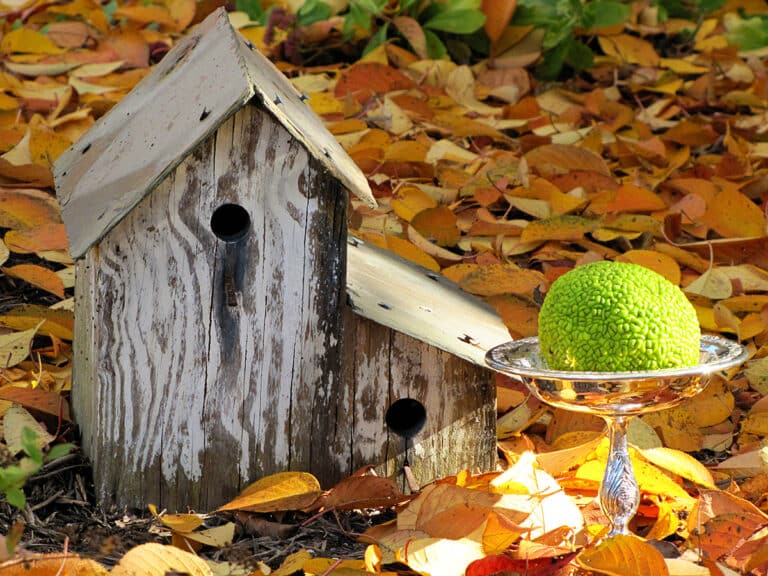 Best Homemade Natural Spider Repellent 🕷️