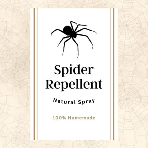 Best Homemade Natural Spider Repellent 🕷️