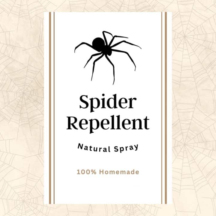 Best Homemade Natural Spider Repellent 🕷️